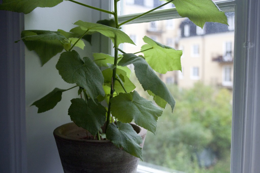 Åhléns bra val - Lovely Life